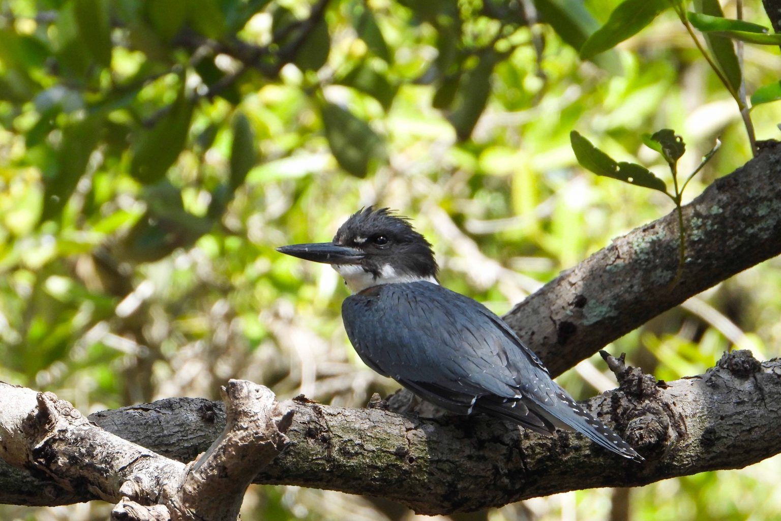 Birdwatching Roatan - Birding, Wildlife, Nature, Hiking and Photography ...