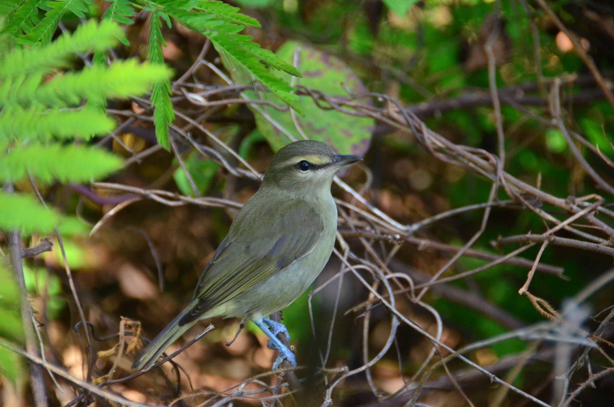 Birdwatching Roatan - Birding, Wildlife, Nature, Hiking and Photography ...