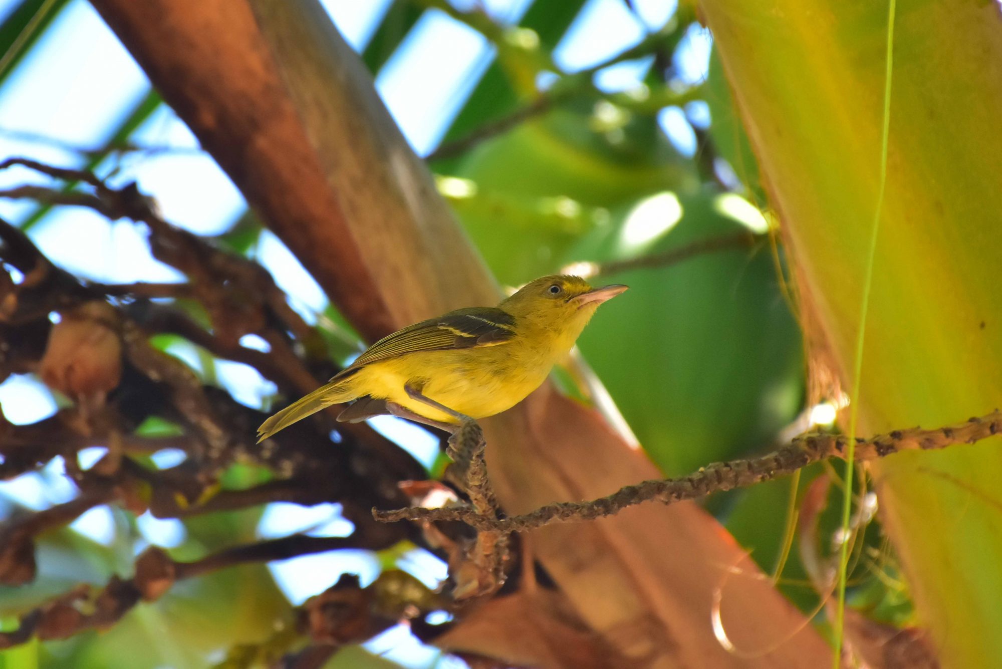 Birdwatching Roatan - Birding, Wildlife, Nature, Hiking and Photography ...