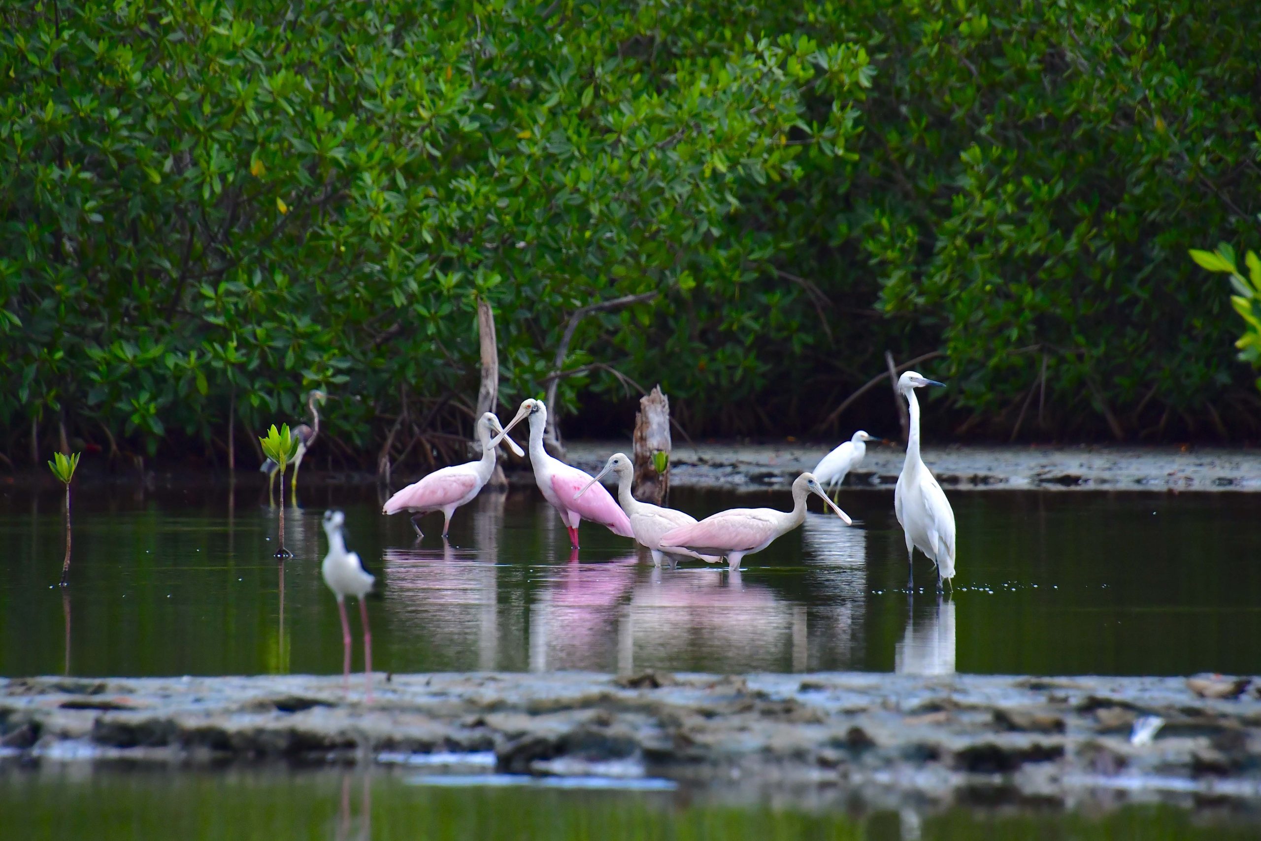 Book your Birdwatching Adventure - Birdwatching Roatan